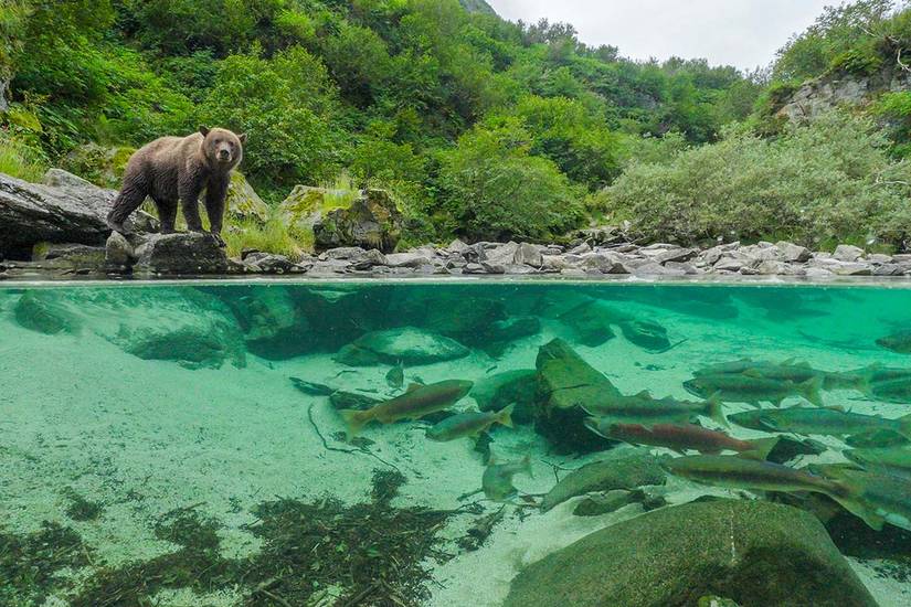 Nat Geo's 'National Parks: USA' Is a Must-Watch for Veterans with Free ...