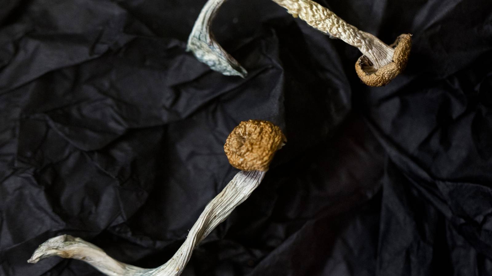 Pentagon to Begin Screening for 'Magic Mushroom' Use