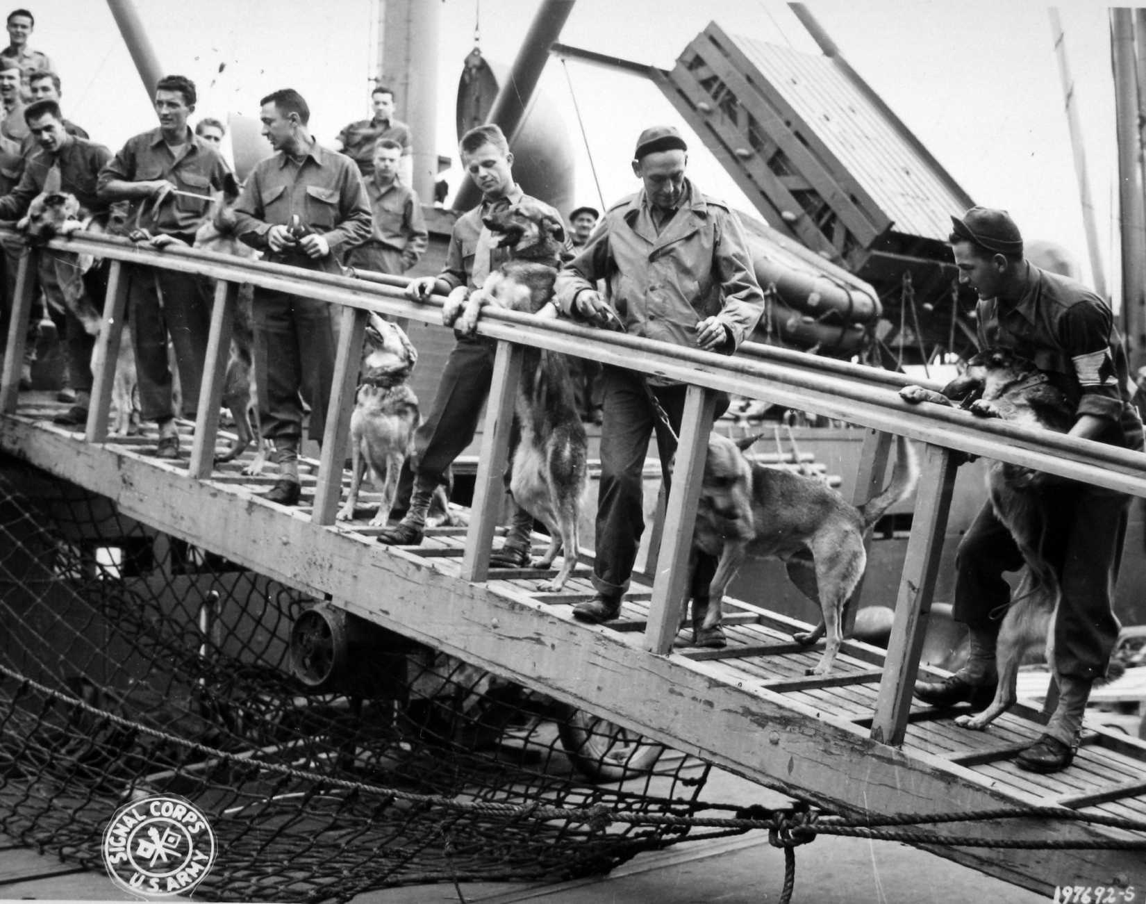 Chips the War Dog Stormed a Machine Gun Nest and Became WWII's Most ...