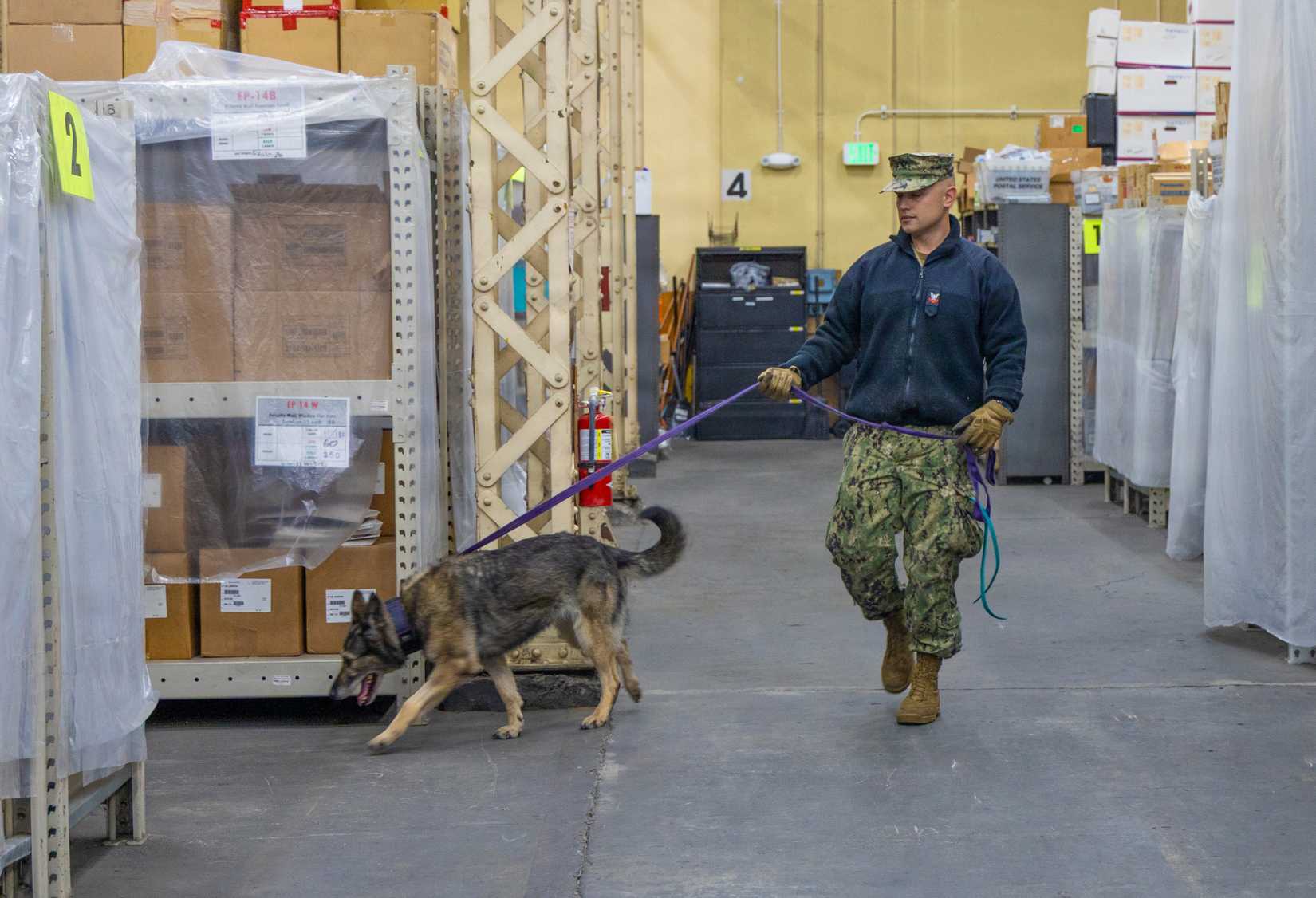 DOD IG: Neglect of Military Working Dogs Caused Disease, Mold, Deaths