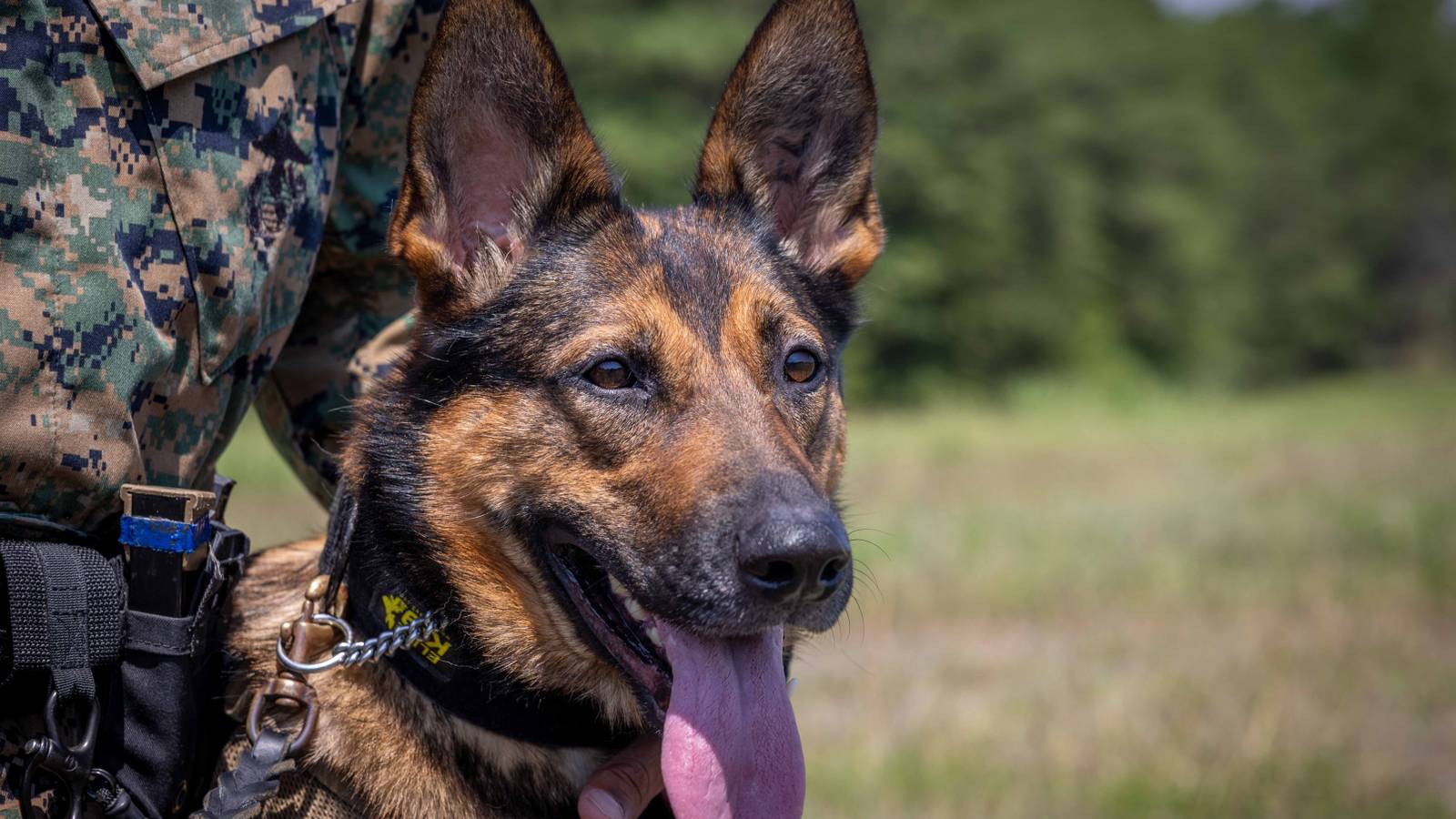 DOD IG: Neglect of Military Working Dogs Caused Disease, Mold, Deaths