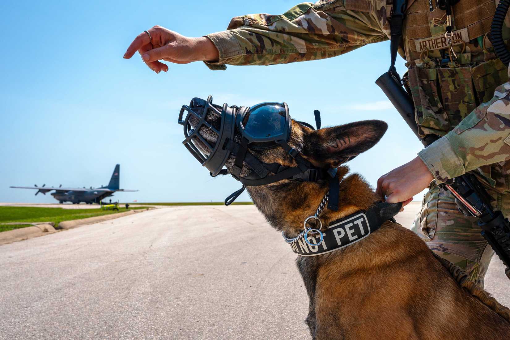 DOD IG: Neglect of Military Working Dogs Caused Disease, Mold, Deaths