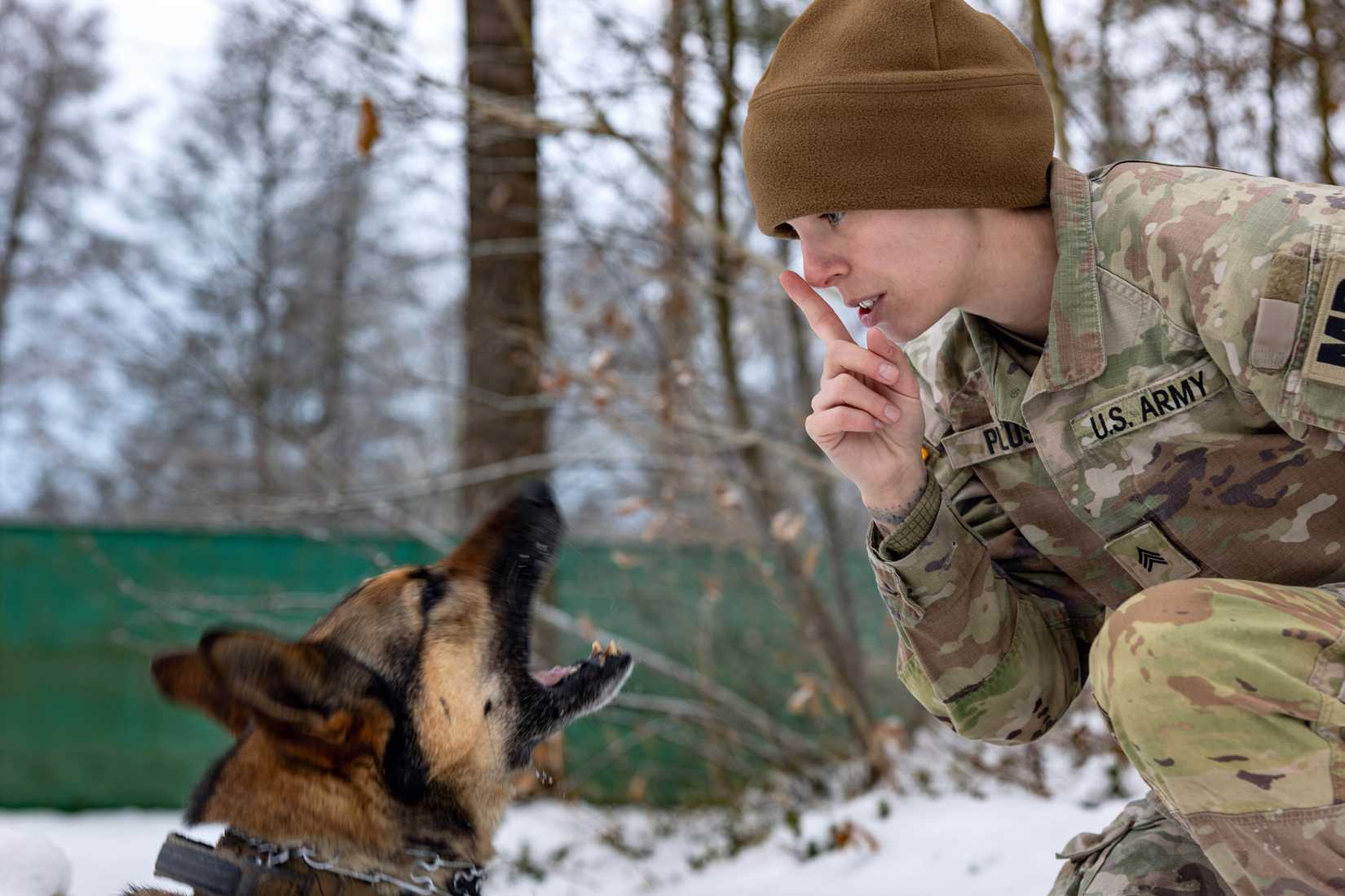 DOD IG: Neglect of Military Working Dogs Caused Disease, Mold, Deaths