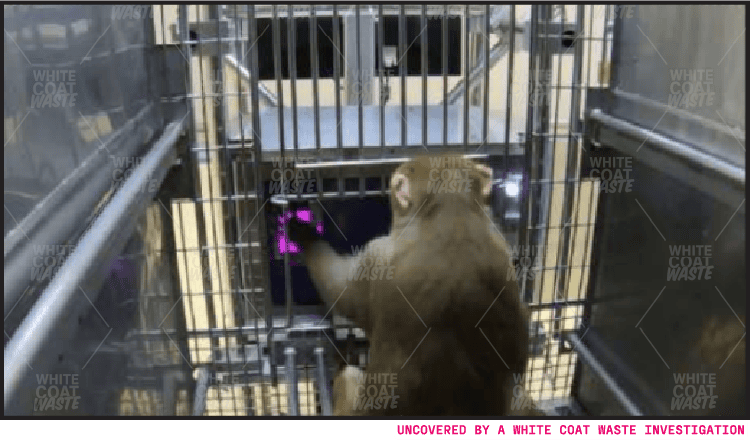 'Monkey Business': Pentagon Sued for US Taxpayer-Funded Primate Labs