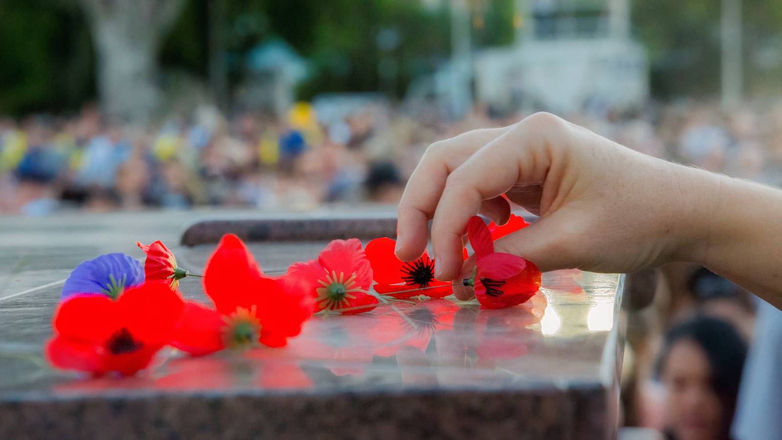 Memorial Day Poppy Started With 25 Flowers and Raised $3 Billion for ...