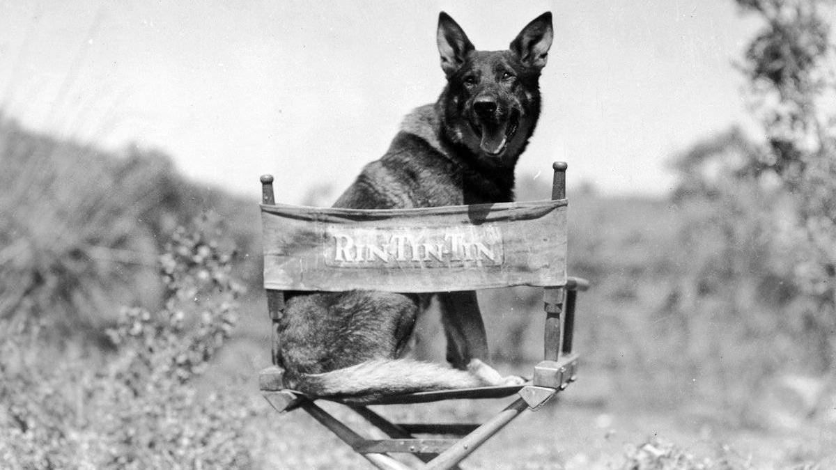 Rescued From a WWI Battlefield, This Dog Became Hollywood's Biggest ...