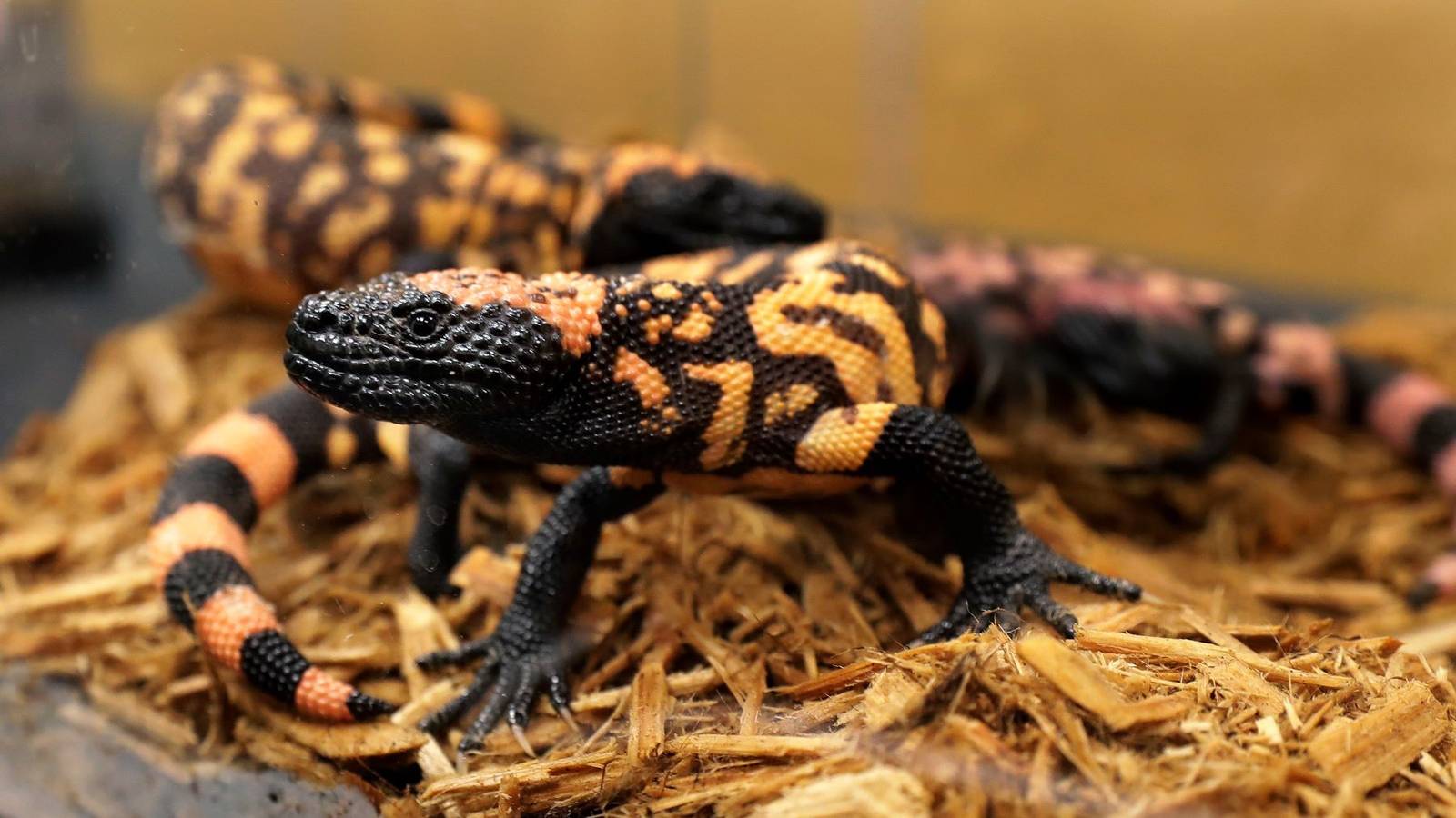 From Lizard Venom to Ozempic: How VA Research Changed Medicine