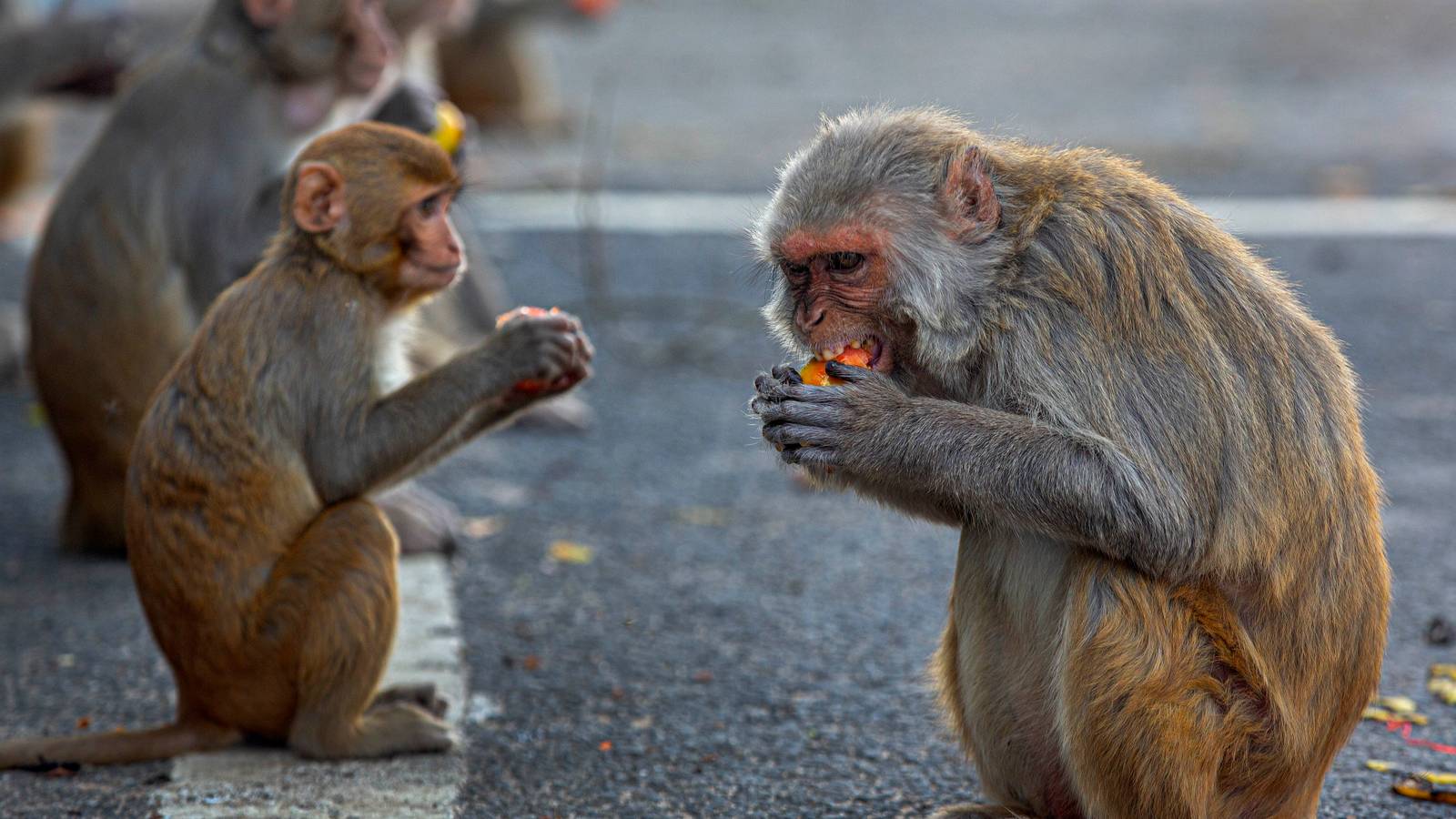 'Monkey Business': Pentagon Sued for US Taxpayer-Funded Primate Labs