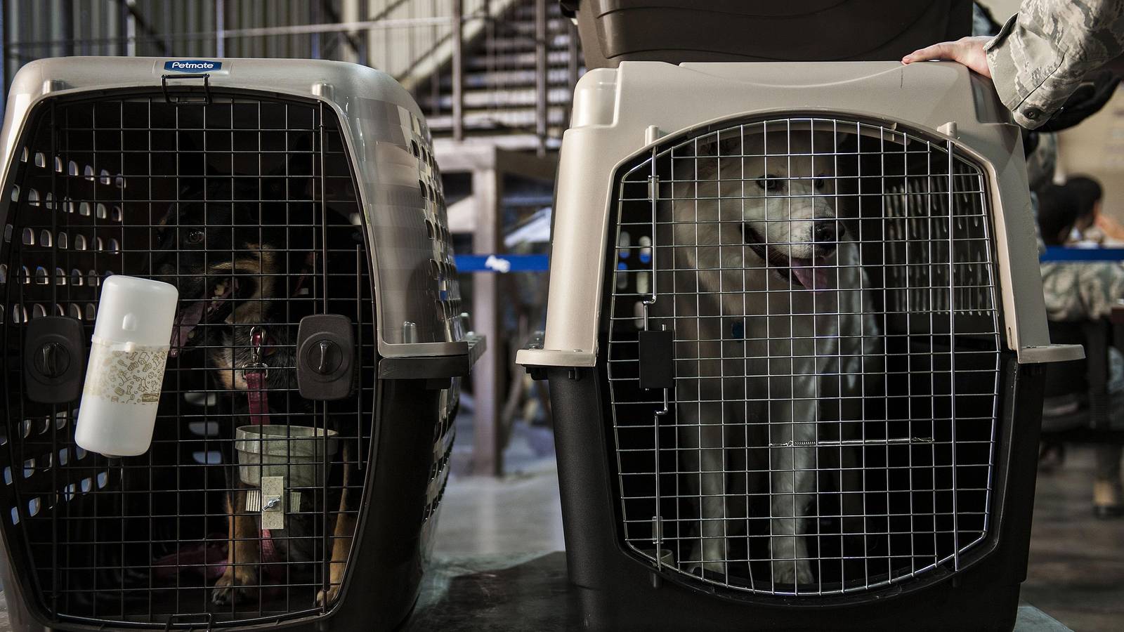 PCS and Your Pet